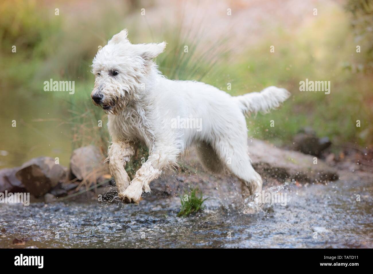 Blonde labradoodle dog hi-res stock photography and images - Alamy