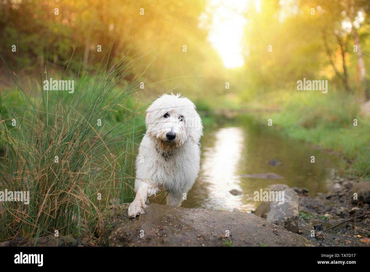 Medium sized labradoodle hi-res stock photography and images - Alamy