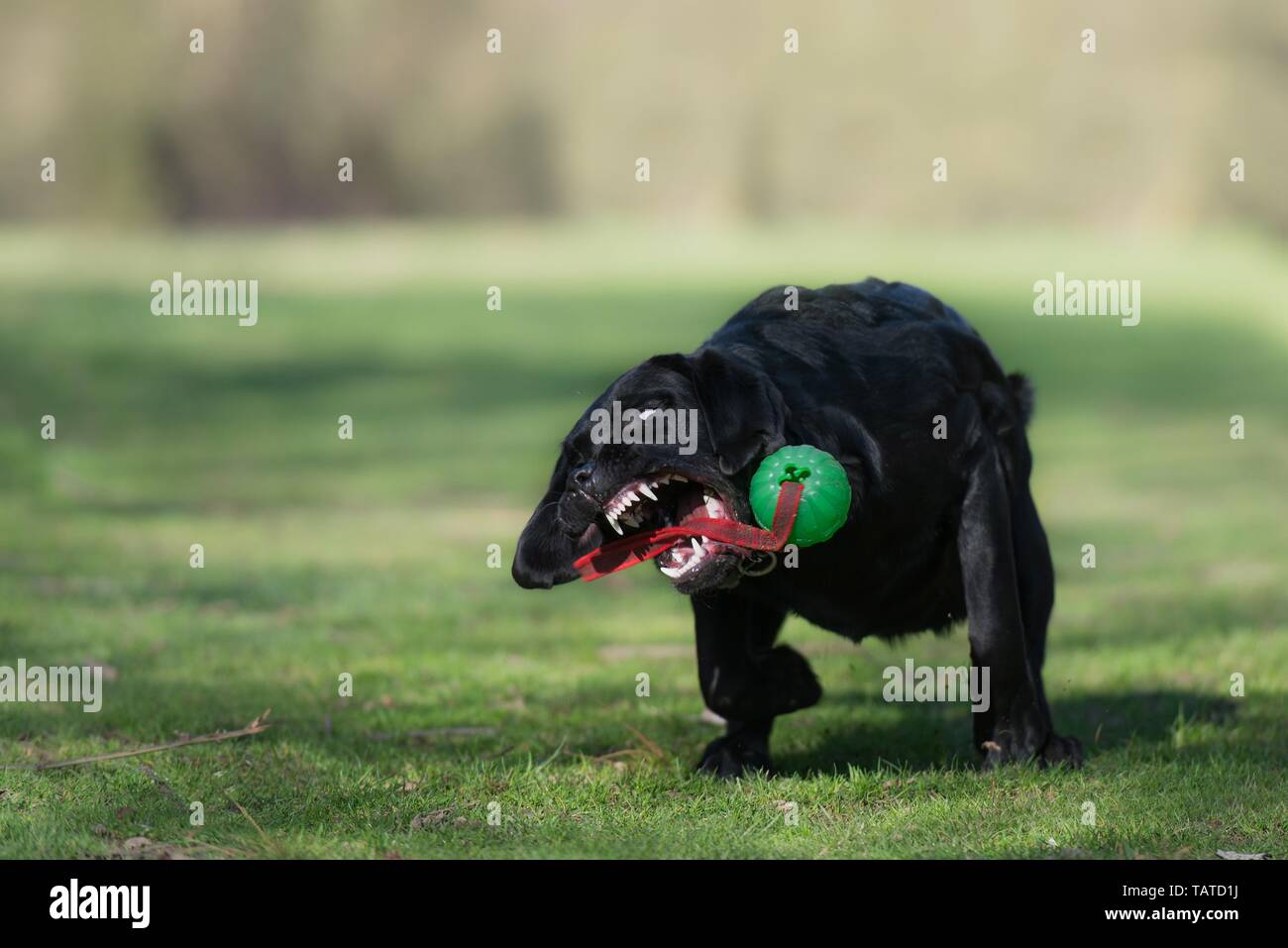 playing Labrador Retriever Stock Photo - Alamy