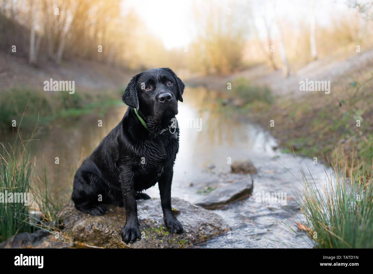 sitting Labrador Retriever Stock Photo - Alamy