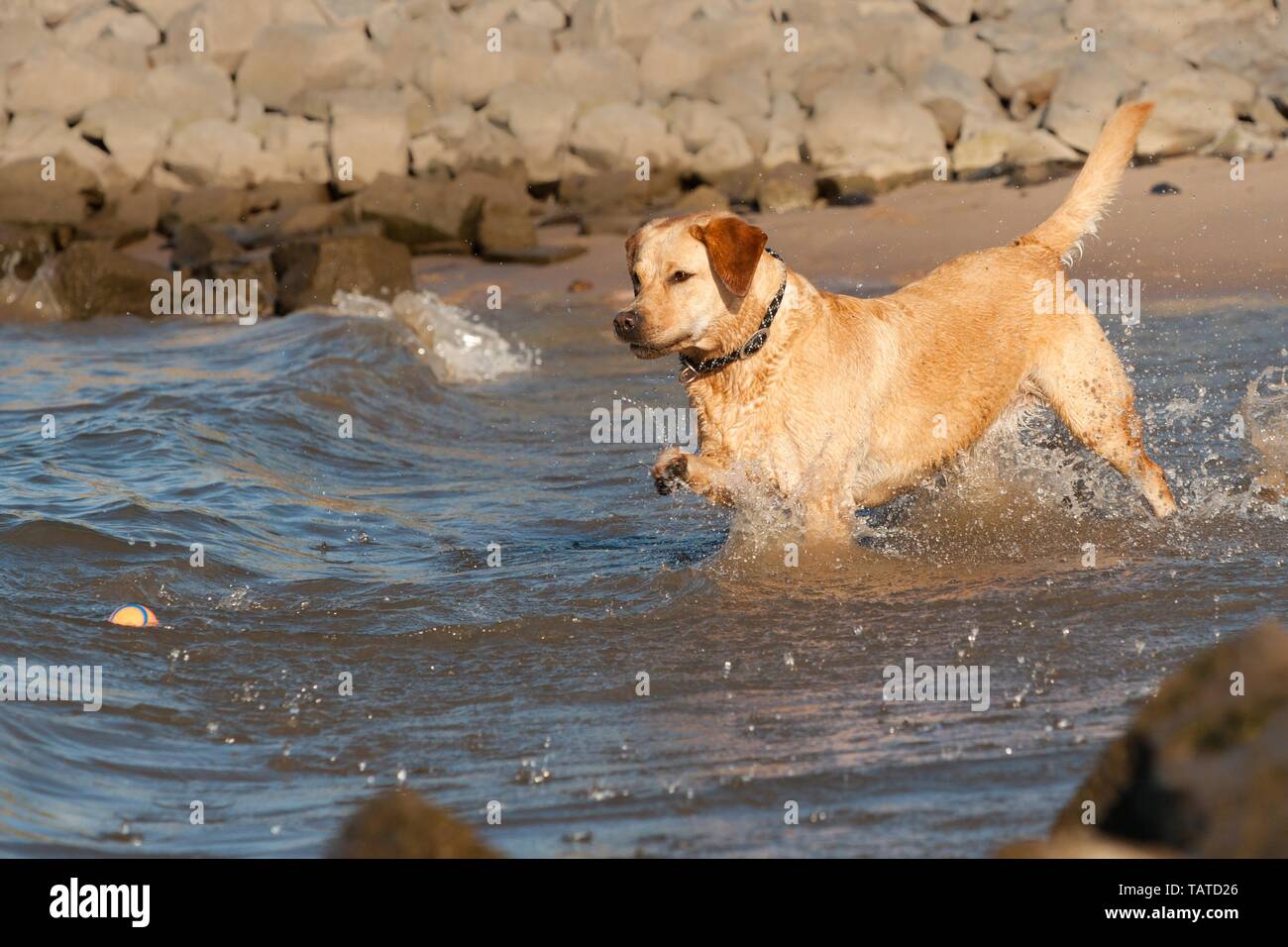 running Labrador Retriever Stock Photo - Alamy