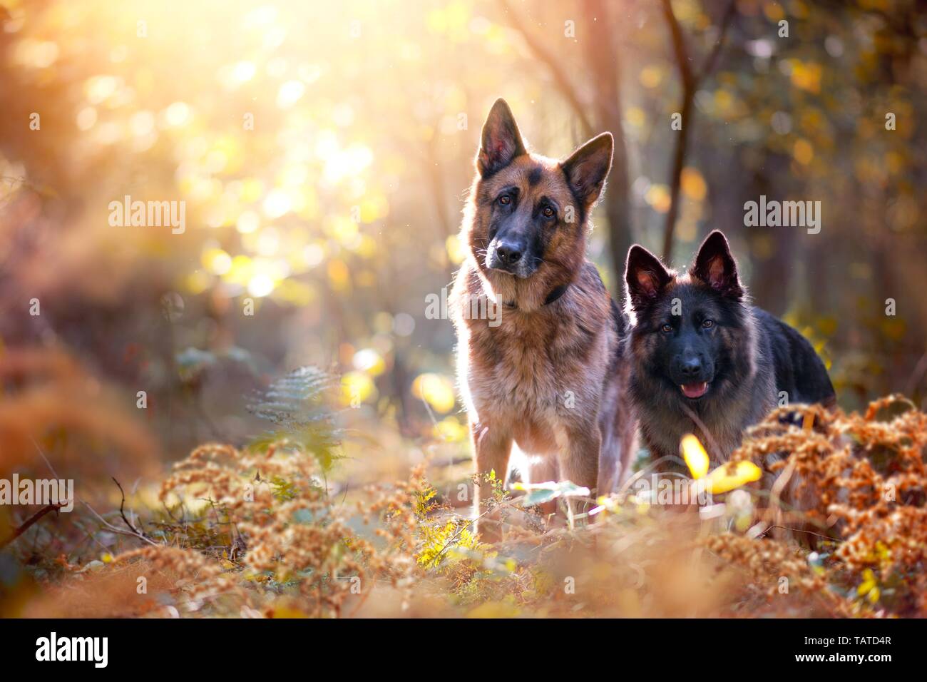 German shepherds forest hi-res stock photography and images - Alamy