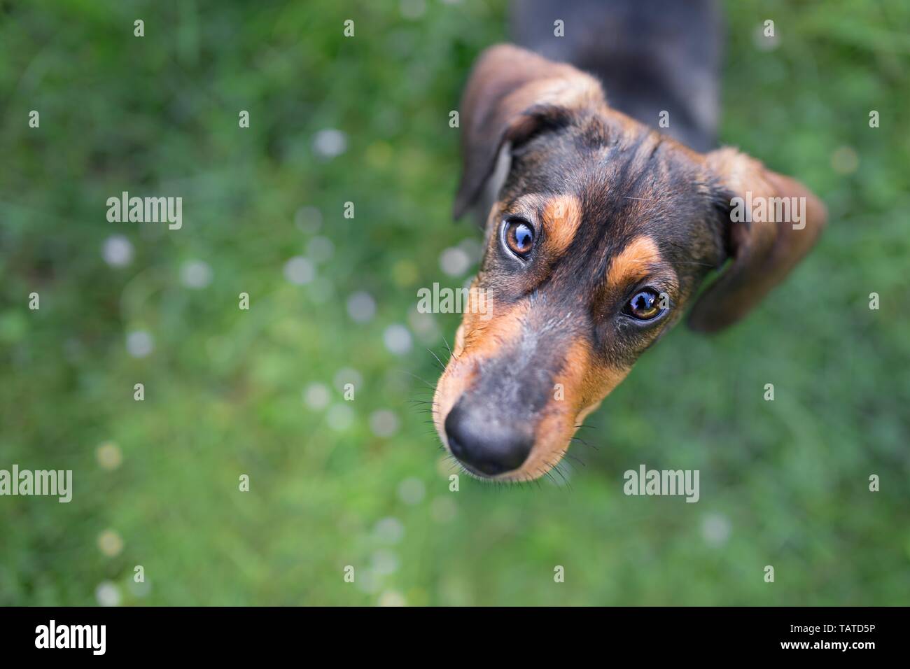 Distorted dog head hi-res stock photography and images - Alamy