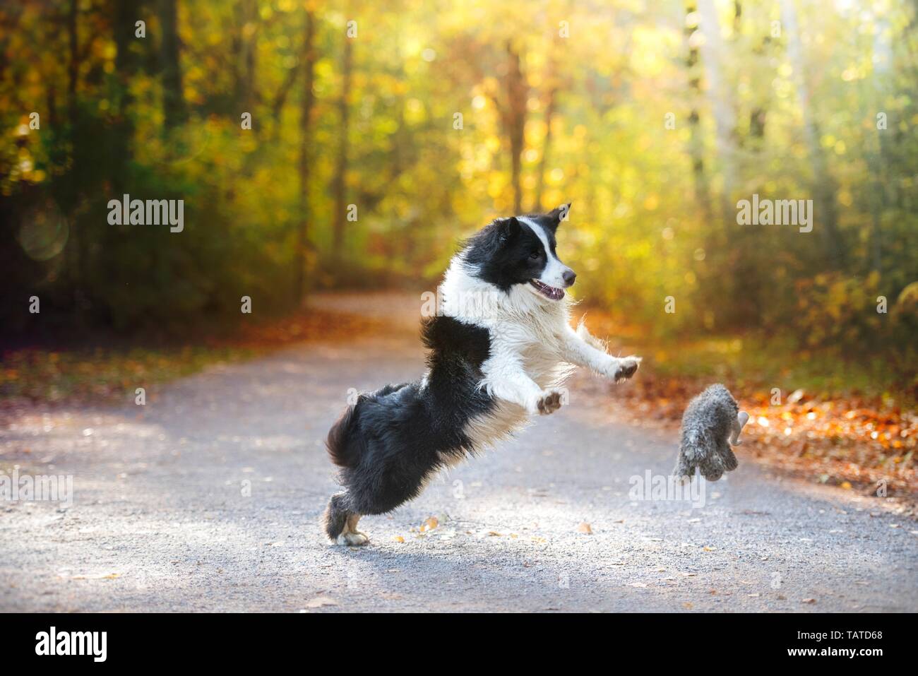 jumping Australian Shepherd Stock Photo - Alamy