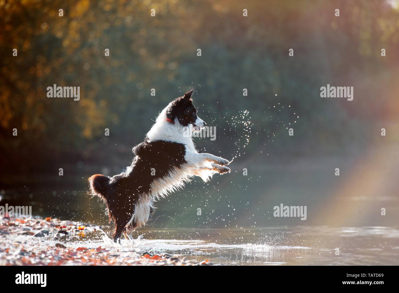 Shepherd jumping water hi-res stock photography and images - Alamy