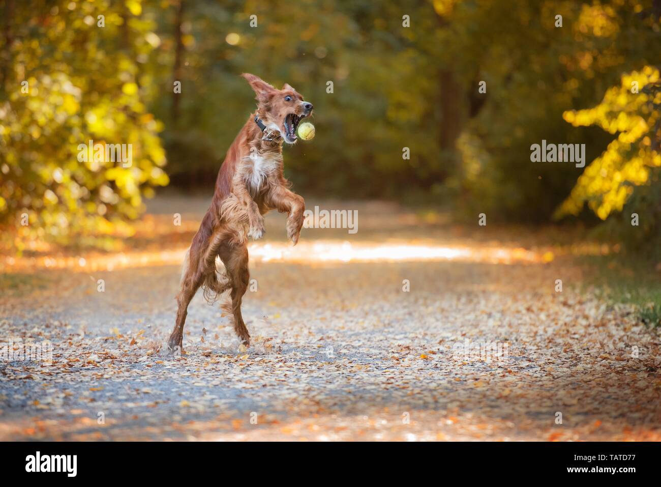 playing Irish Red Setter Stock Photo - Alamy