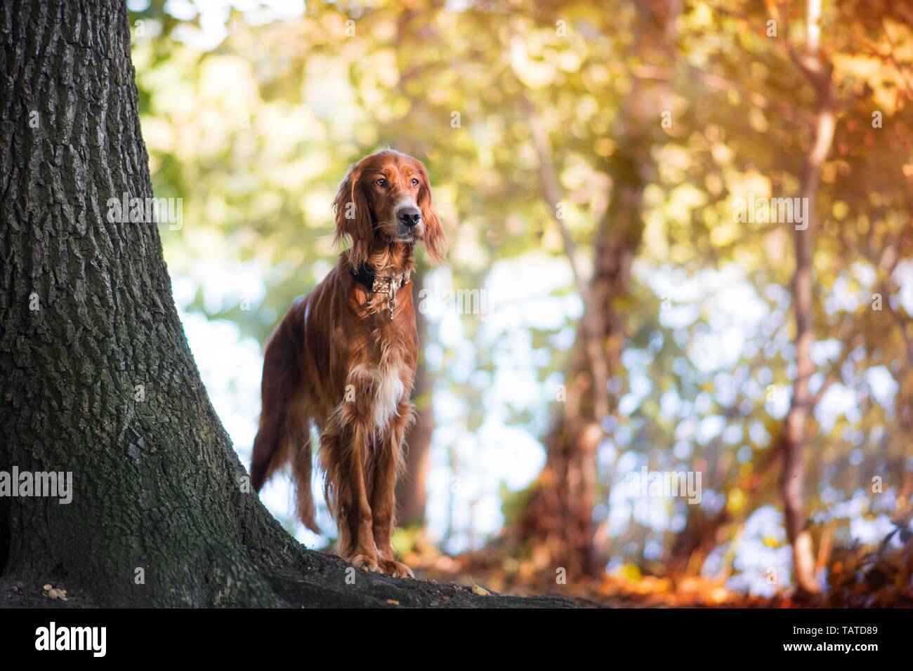 Irish Red Setter Stock Photo - Alamy