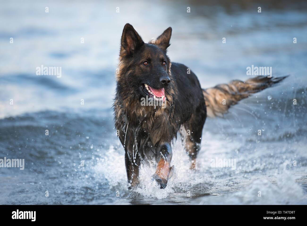 walking German Shepherd Stock Photo - Alamy