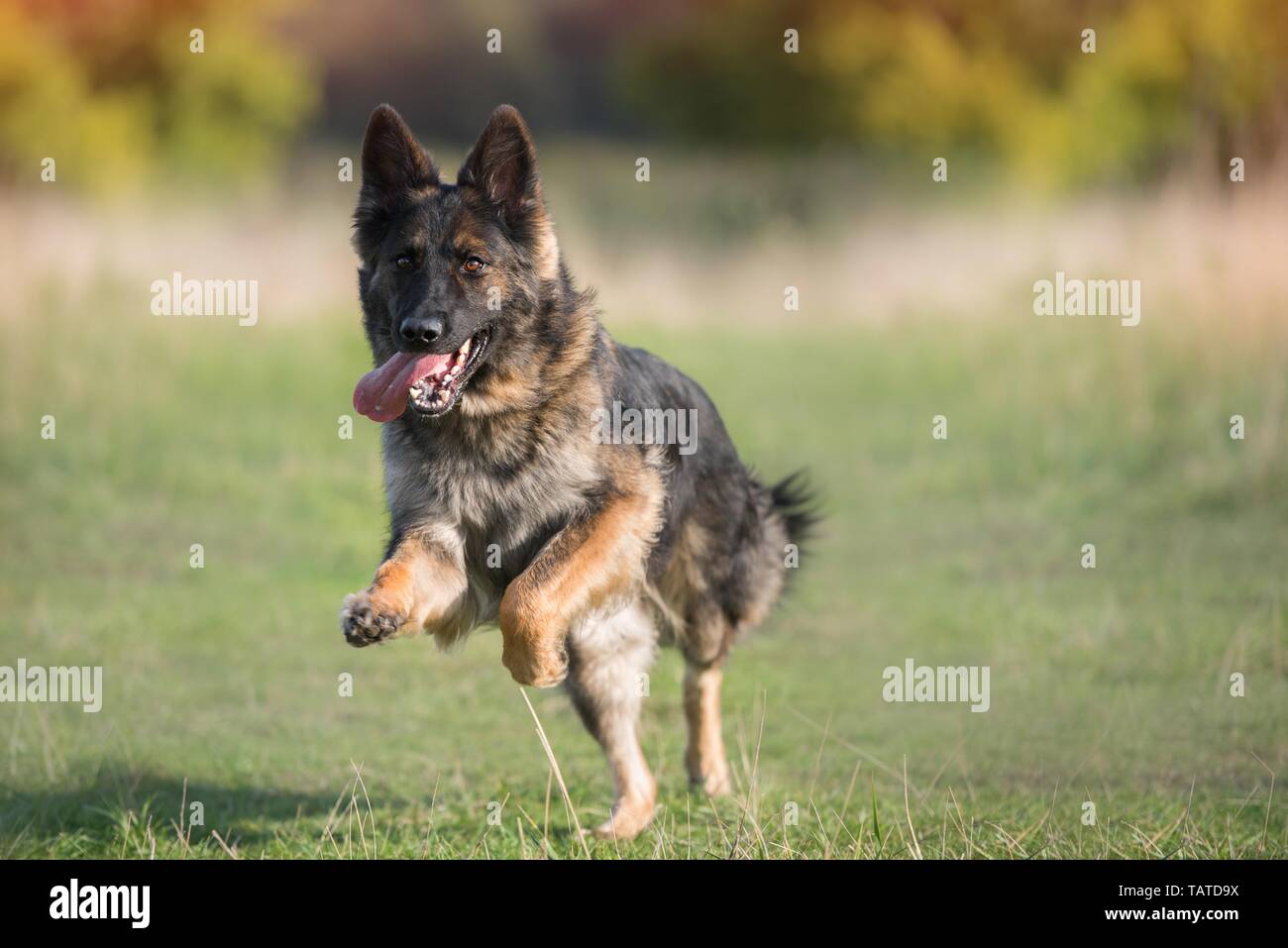 running German Shepherd Stock Photo - Alamy
