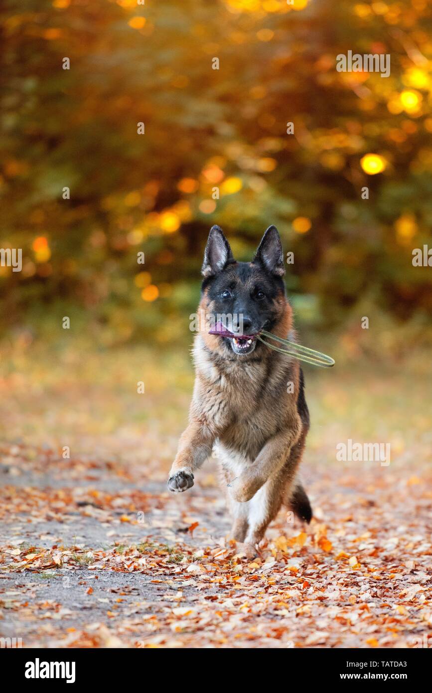 running German Shepherd Stock Photo - Alamy
