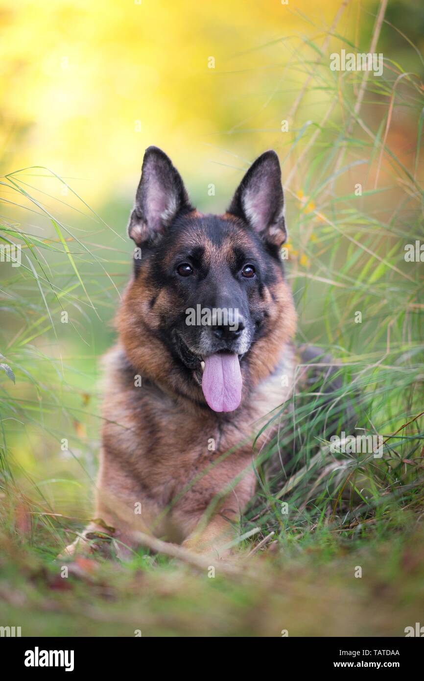 German Shepherd Portrait Stock Photo - Alamy