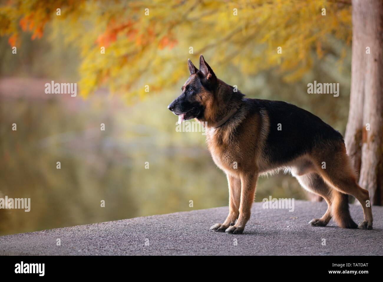 Old german sheepdog standing hi-res stock photography and images - Alamy
