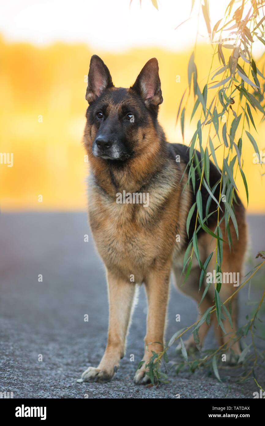Old german sheepdog standing hi-res stock photography and images - Alamy