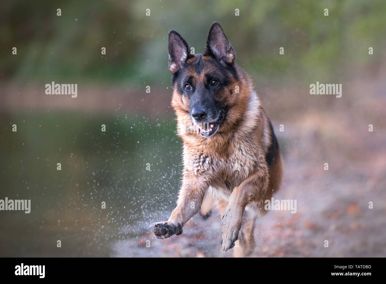 running German Shepherd Stock Photo - Alamy