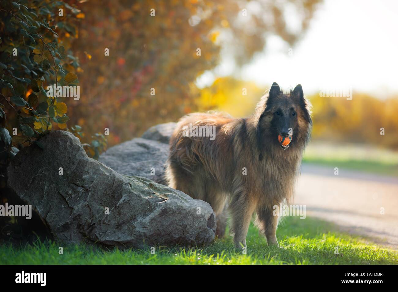 Belgian shepherd tervuren tervueren canis hi-res stock photography and ...