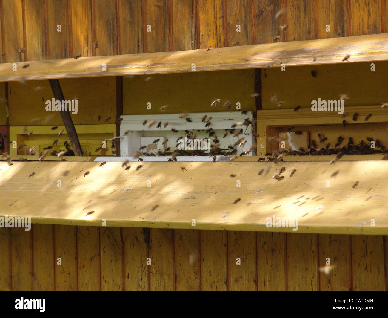 Combs hive hi-res stock photography and images - Alamy