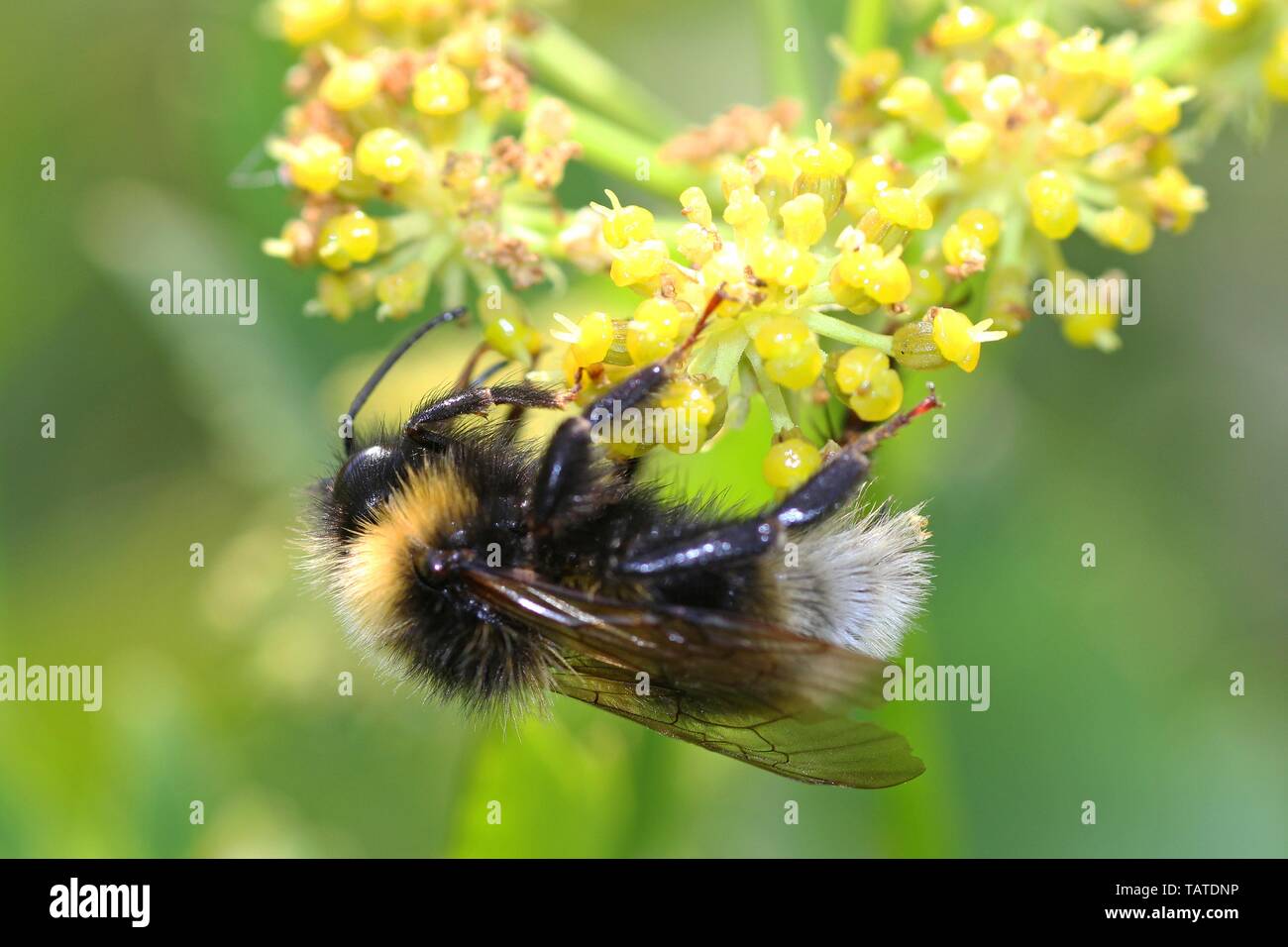 Bumblebee profile hi-res stock photography and images - Alamy