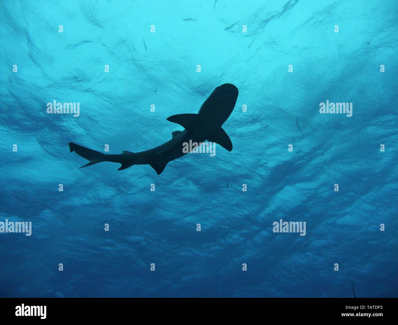 Shark movement hi-res stock photography and images - Alamy