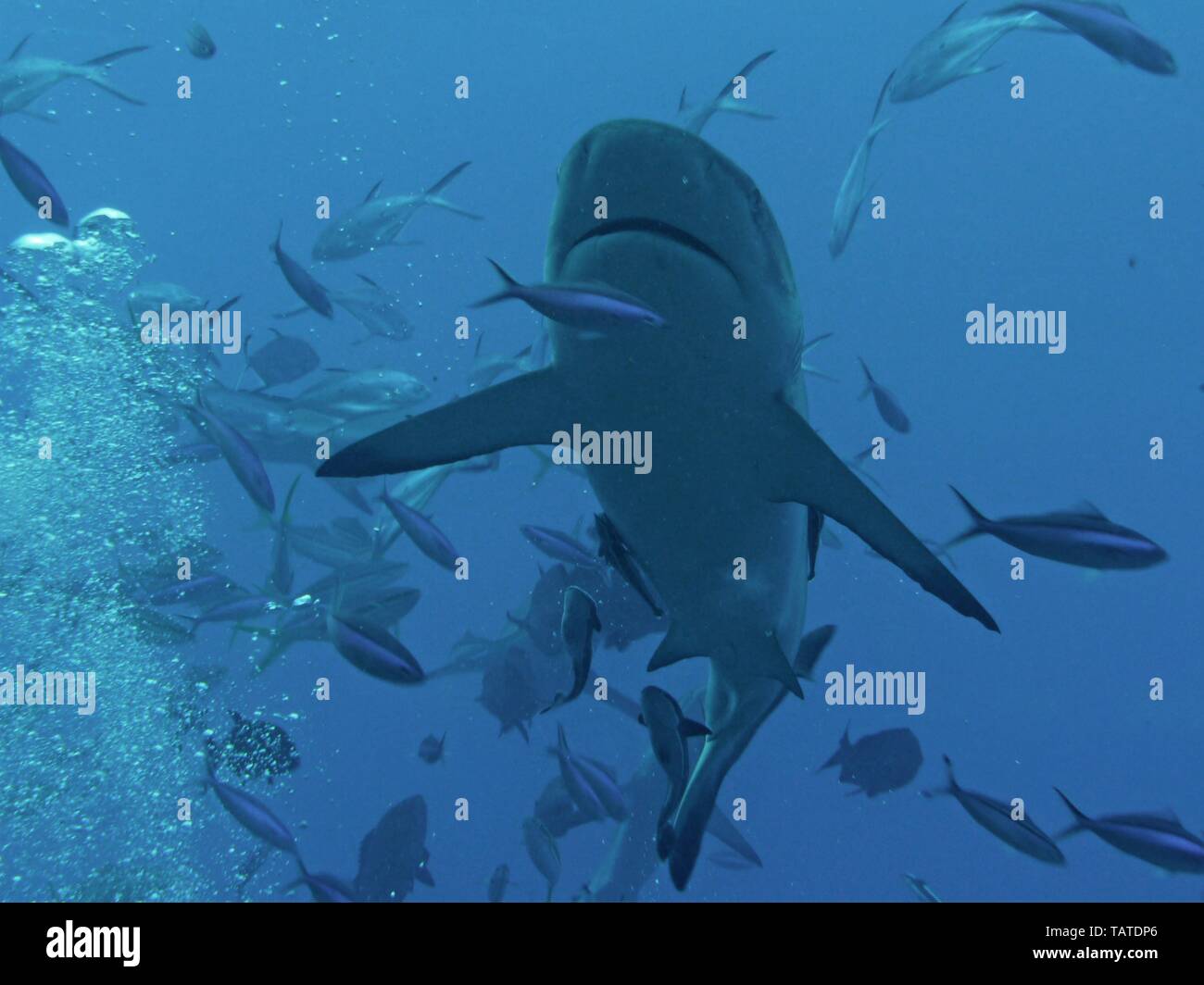 Underwater shark movement hi-res stock photography and images - Alamy
