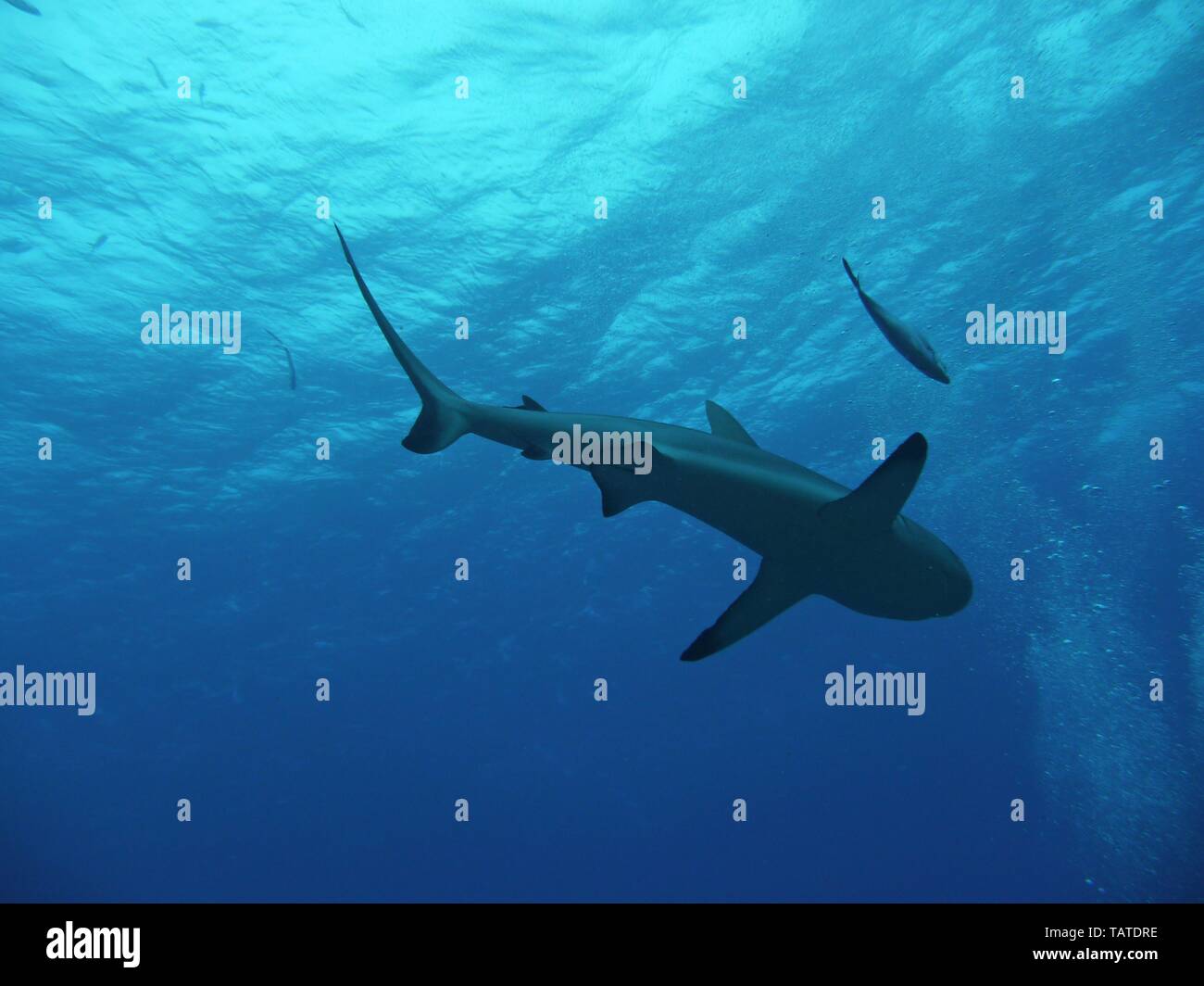 Underwater shark movement hi-res stock photography and images - Alamy