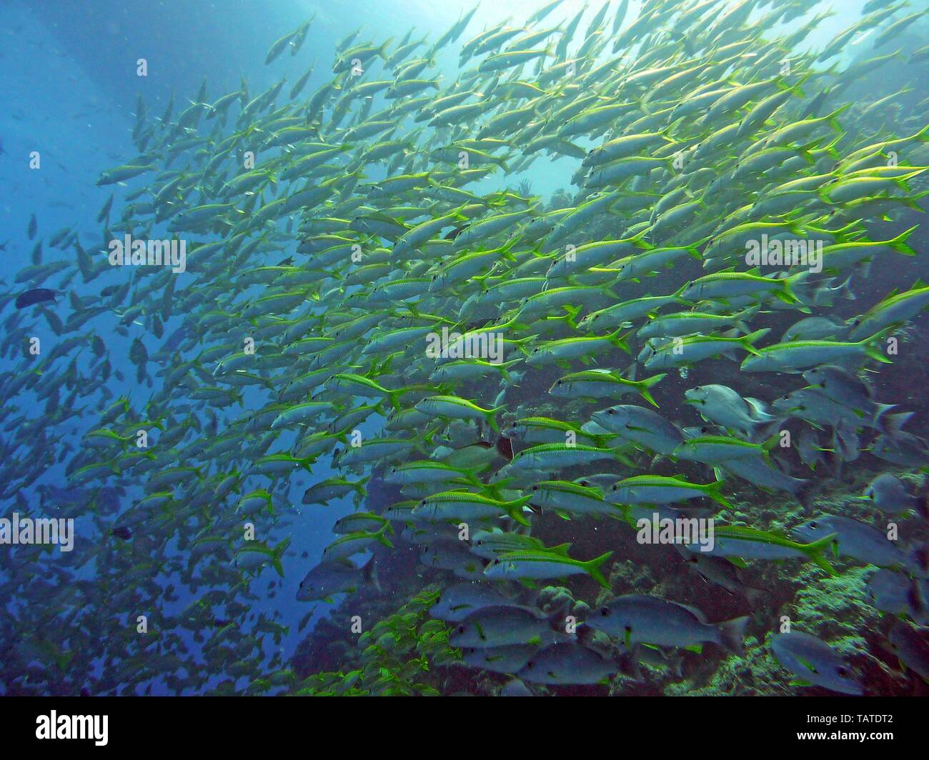 school of fish Stock Photo - Alamy