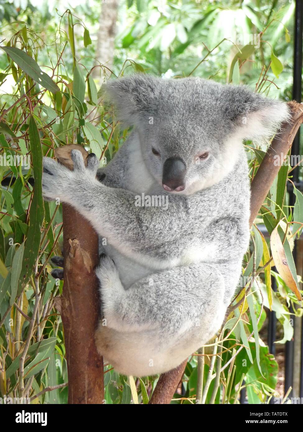 Koalas climbing hi-res stock photography and images - Alamy