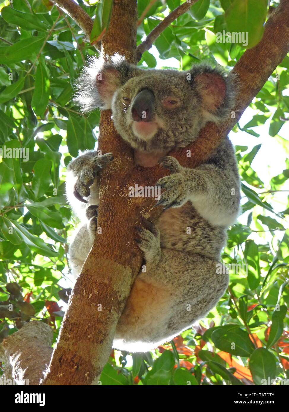 Koalas climbing hi-res stock photography and images - Alamy