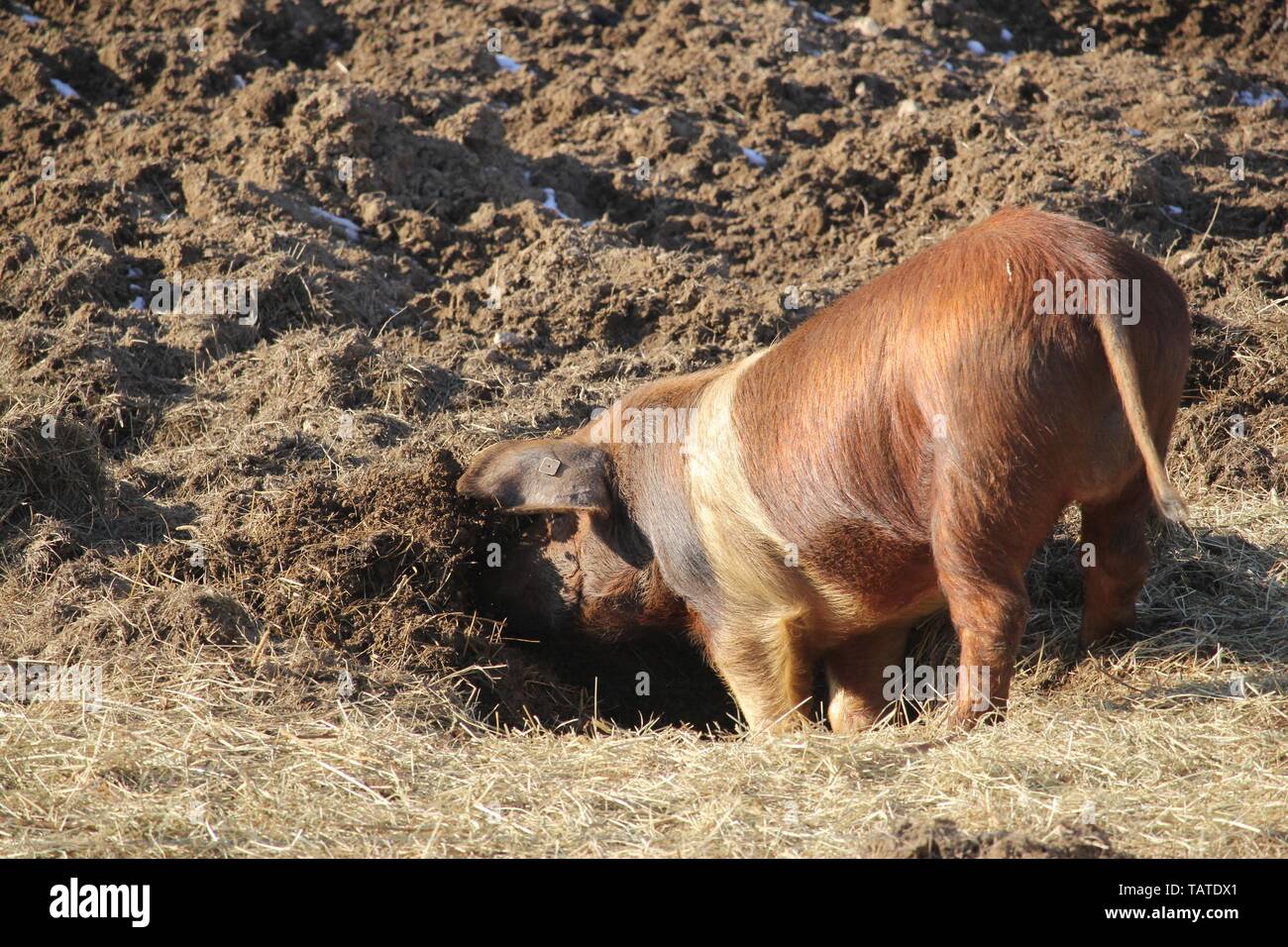 Saddlebacks hi-res stock photography and images - Alamy
