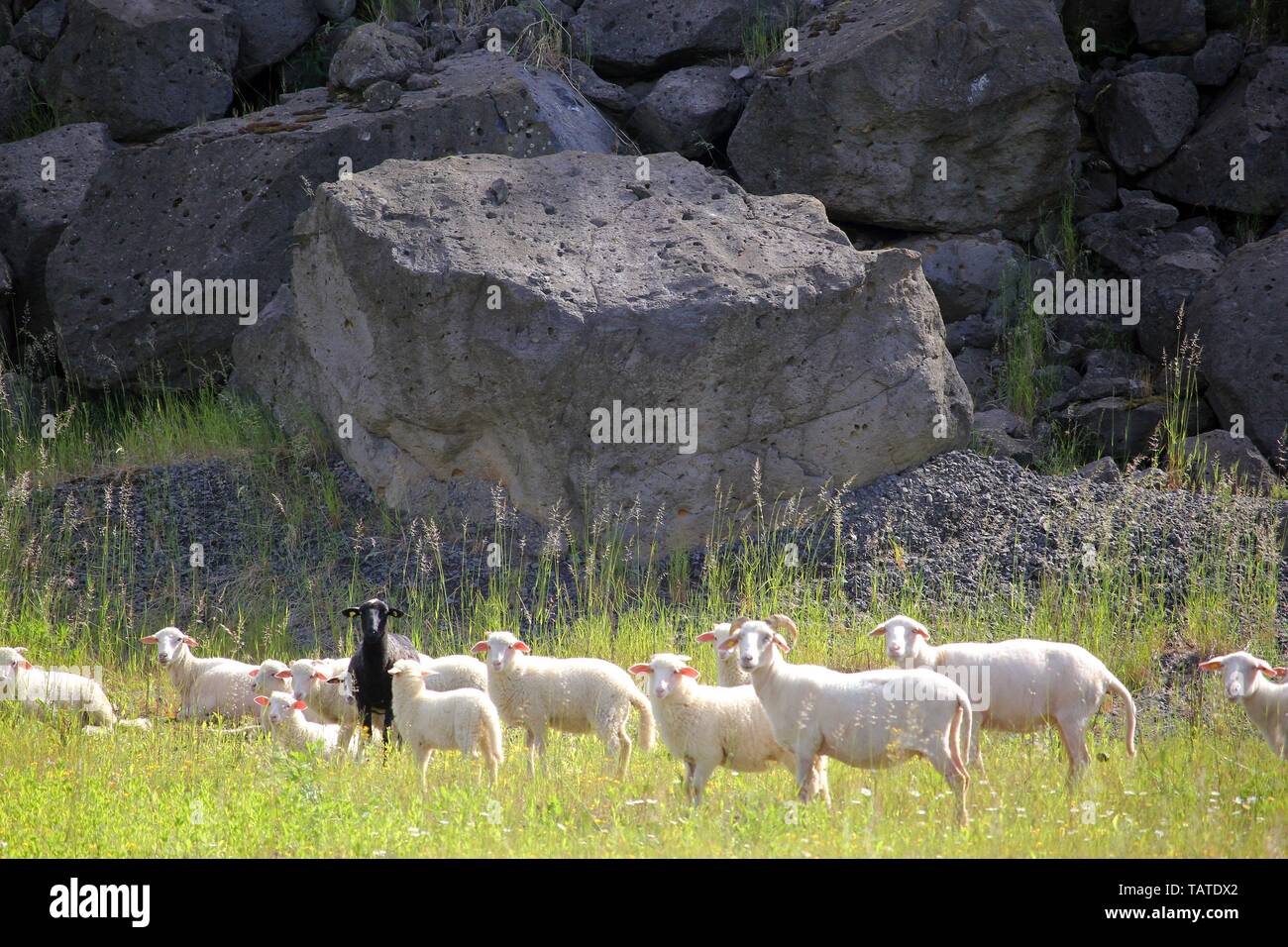 Meadows with flock of sheeps hi-res stock photography and images - Alamy