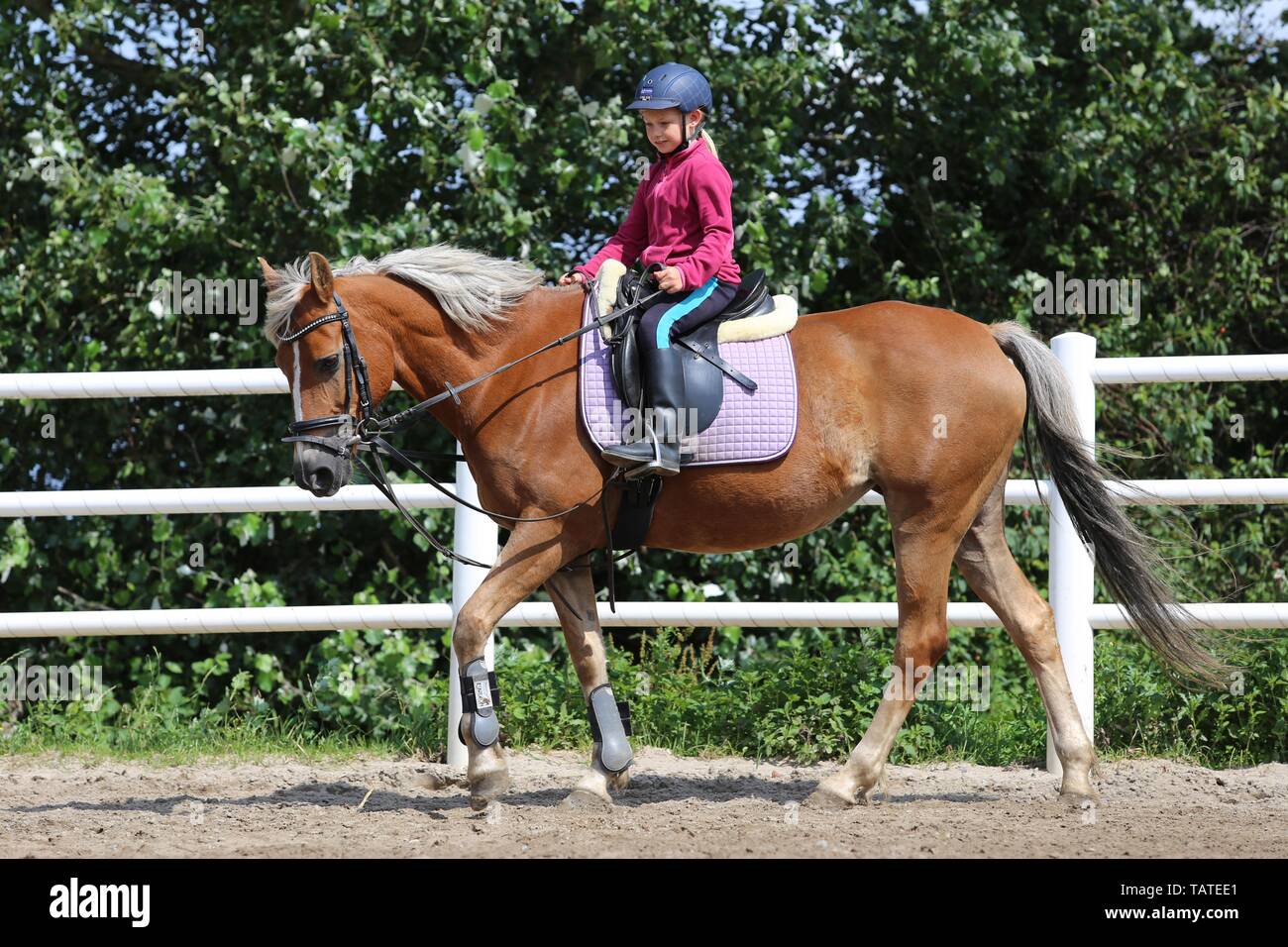 girl rides German Riding Pony Stock Photo - Alamy