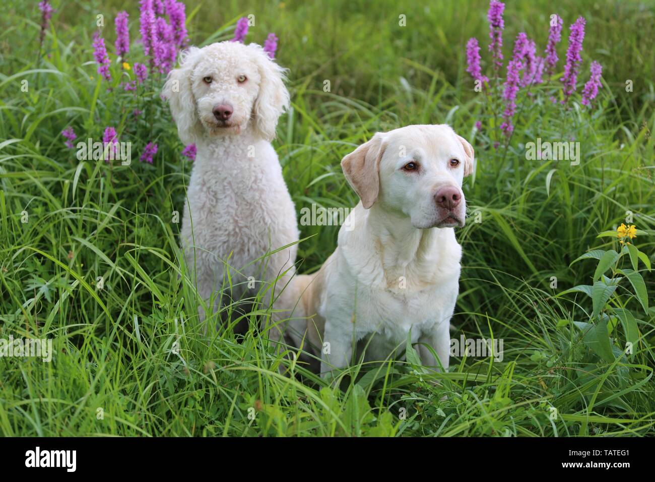 Labradoodle and Labrador Retriever Stock Photo - Alamy