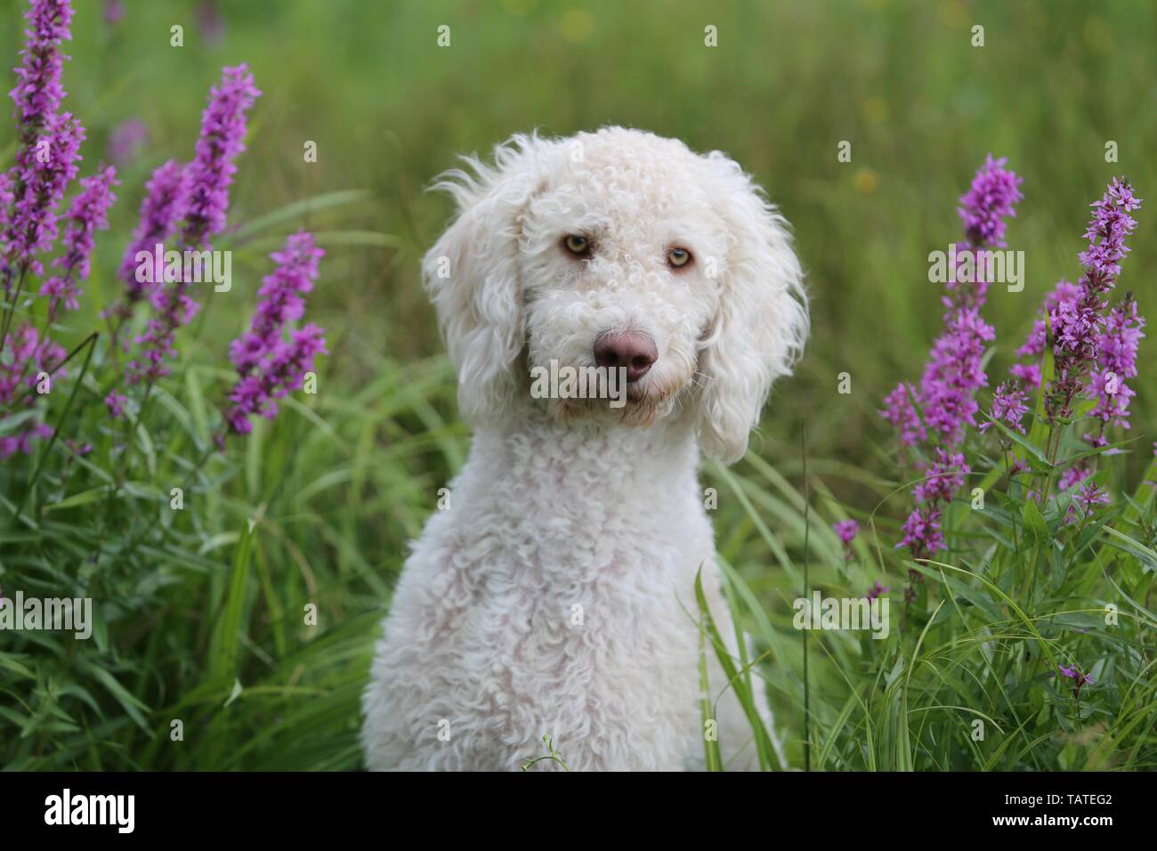 Labradoodle portrait hi-res stock photography and images - Alamy