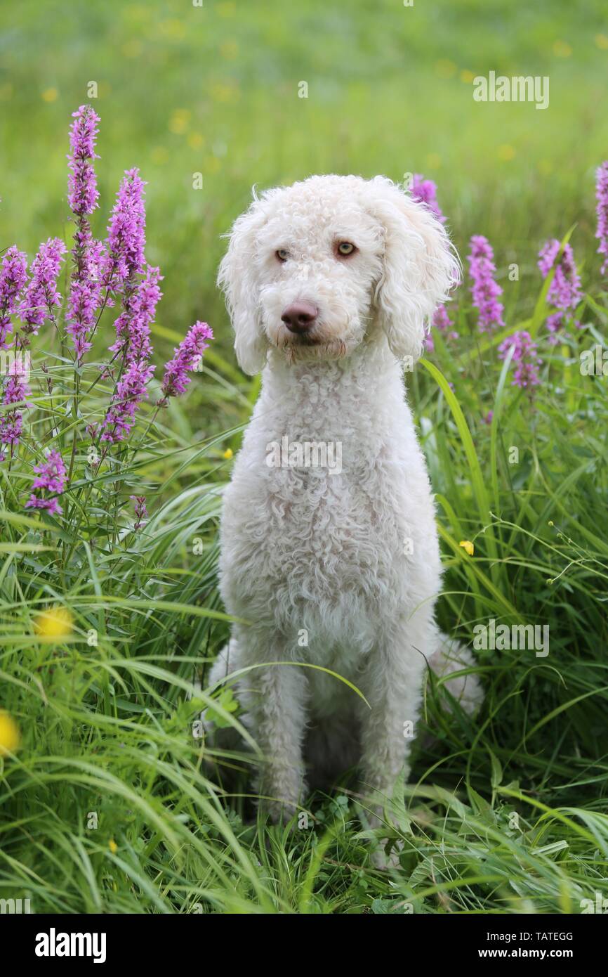 Labradoodle hi-res stock photography and images - Alamy