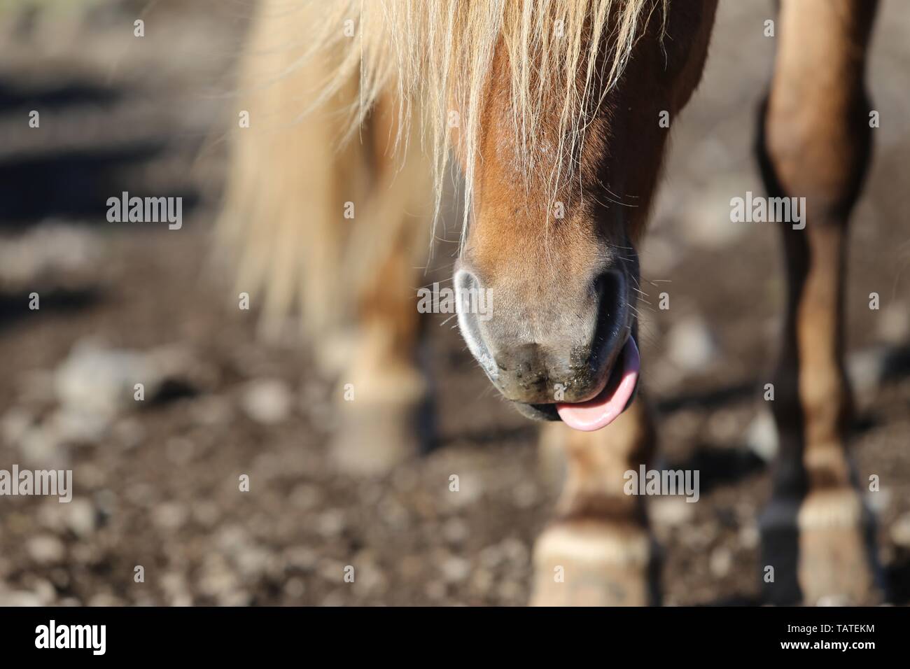 Funny horse sticking out tongue hi-res stock photography and images - Alamy