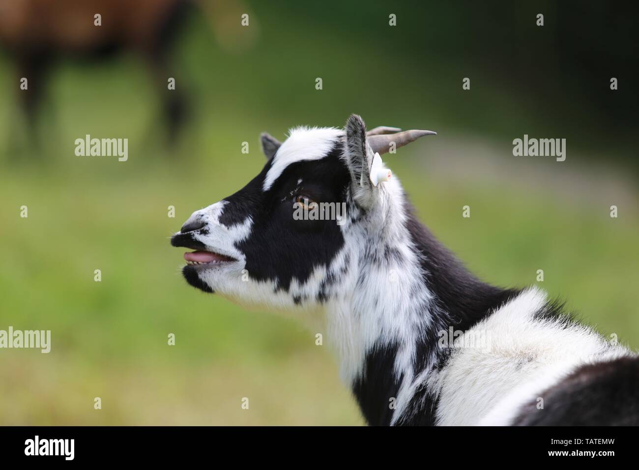Goat bleat hi-res stock photography and images - Alamy