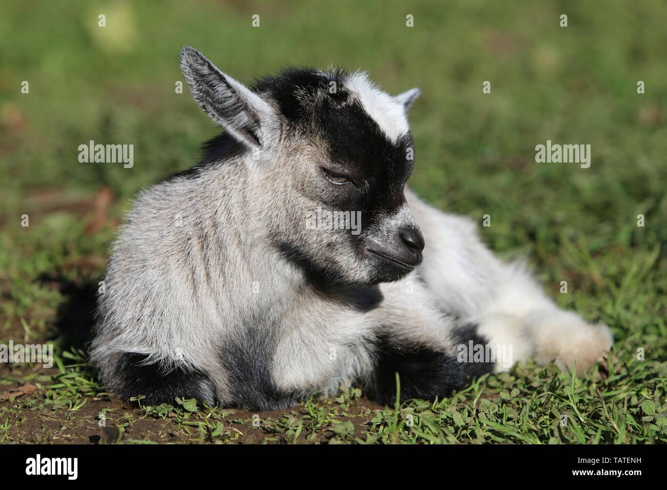 Little gray goat hi-res stock photography and images - Alamy