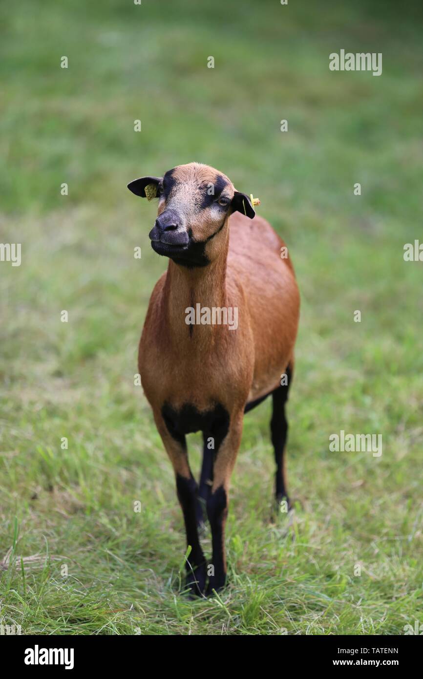 Cameroon sheeps hi-res stock photography and images - Alamy