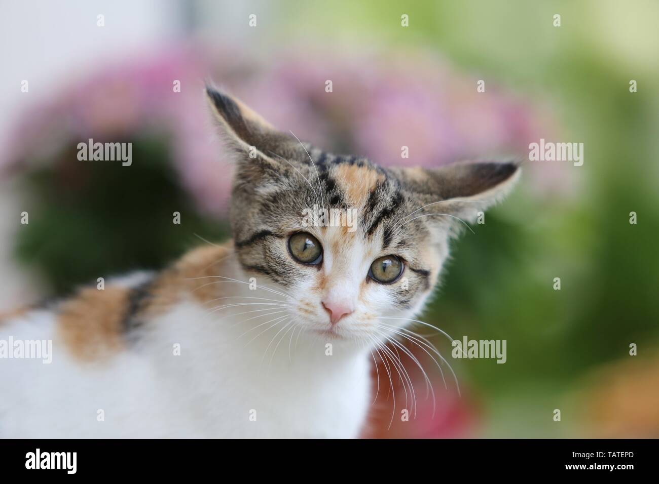 Cat ears back hi-res stock photography and images - Alamy