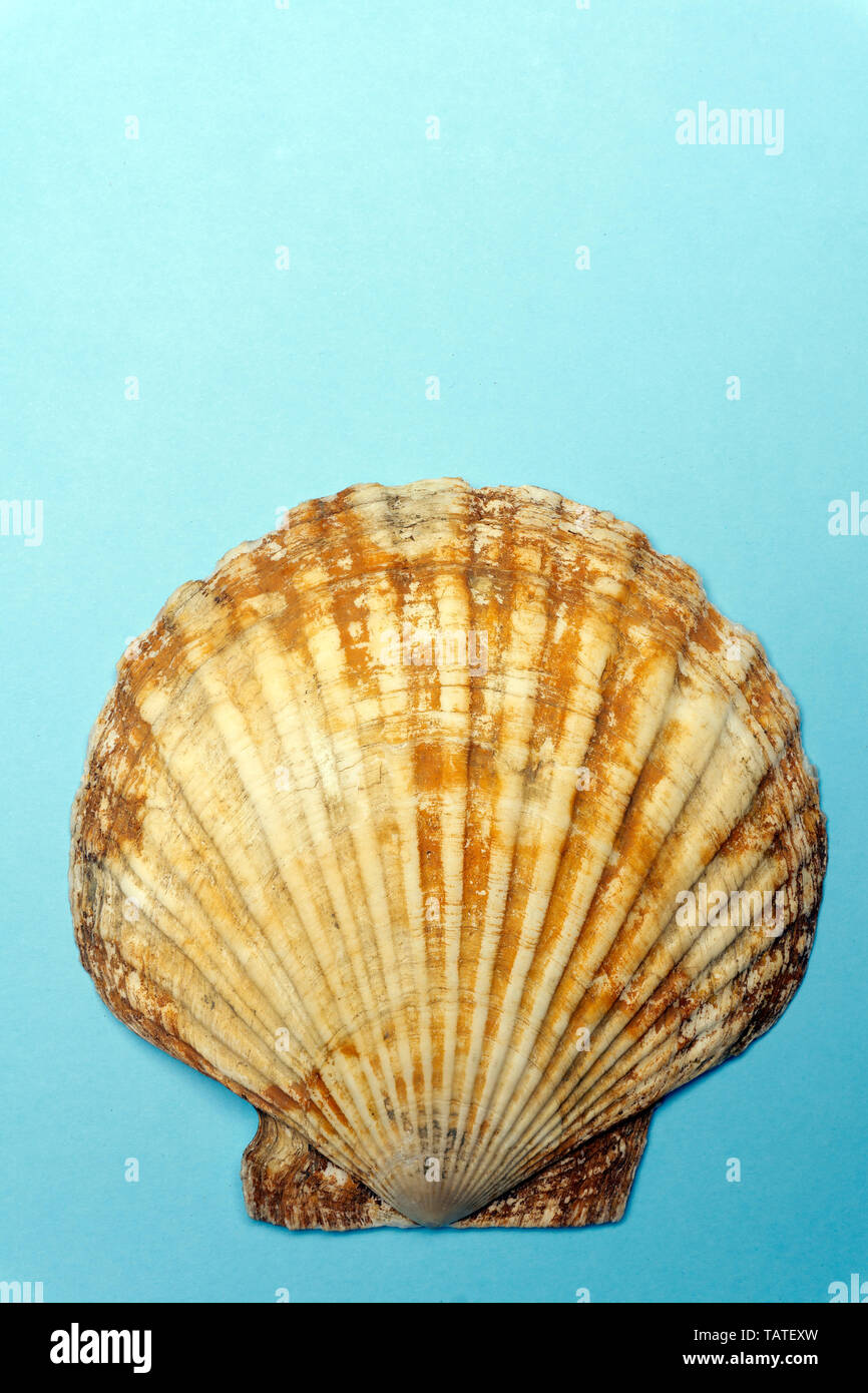 Ocean shell (sea shell) isolated on colored background. Shell texture ...