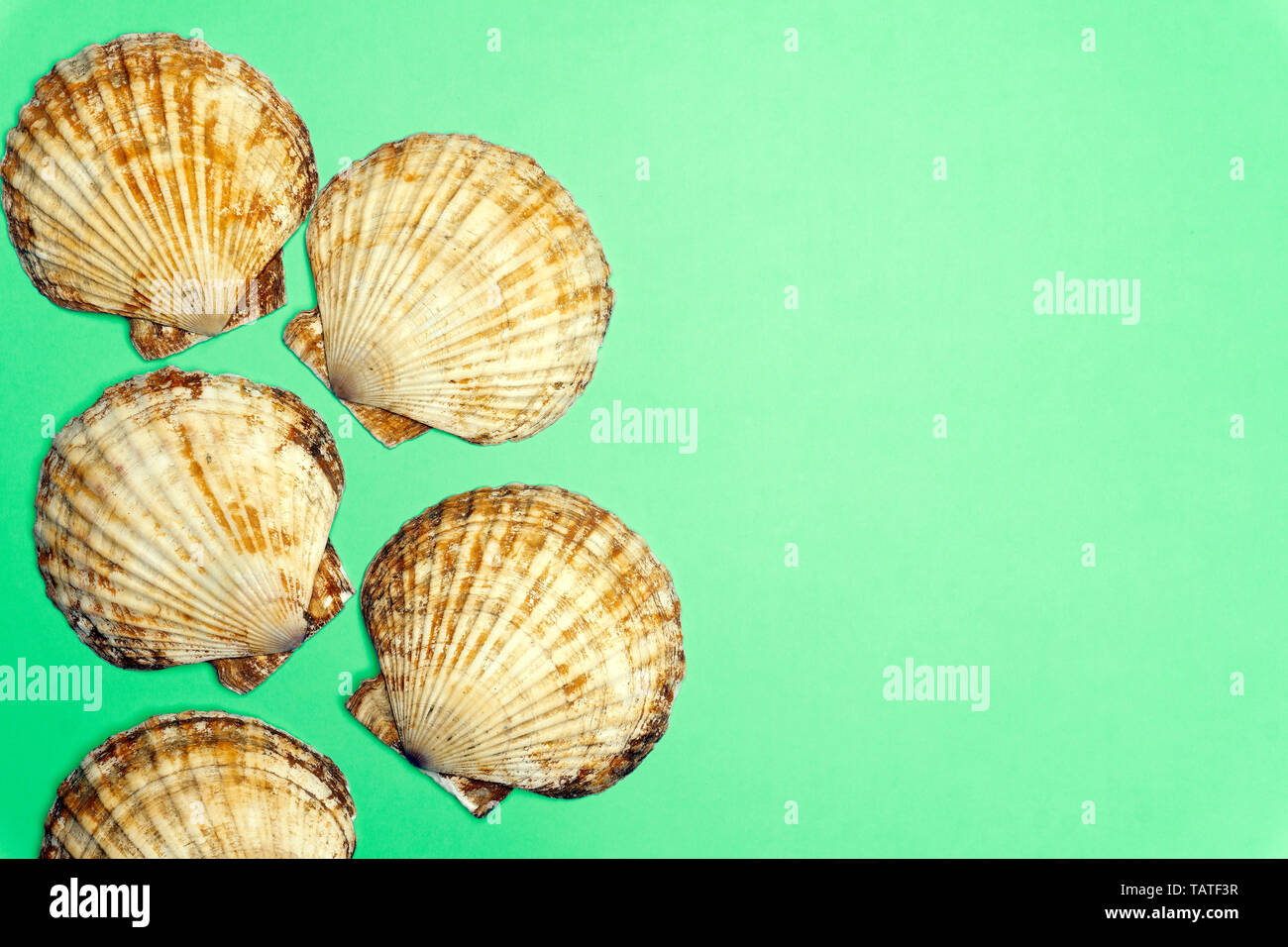 Ocean shell (sea shell) isolated on colored background. Shell texture ...