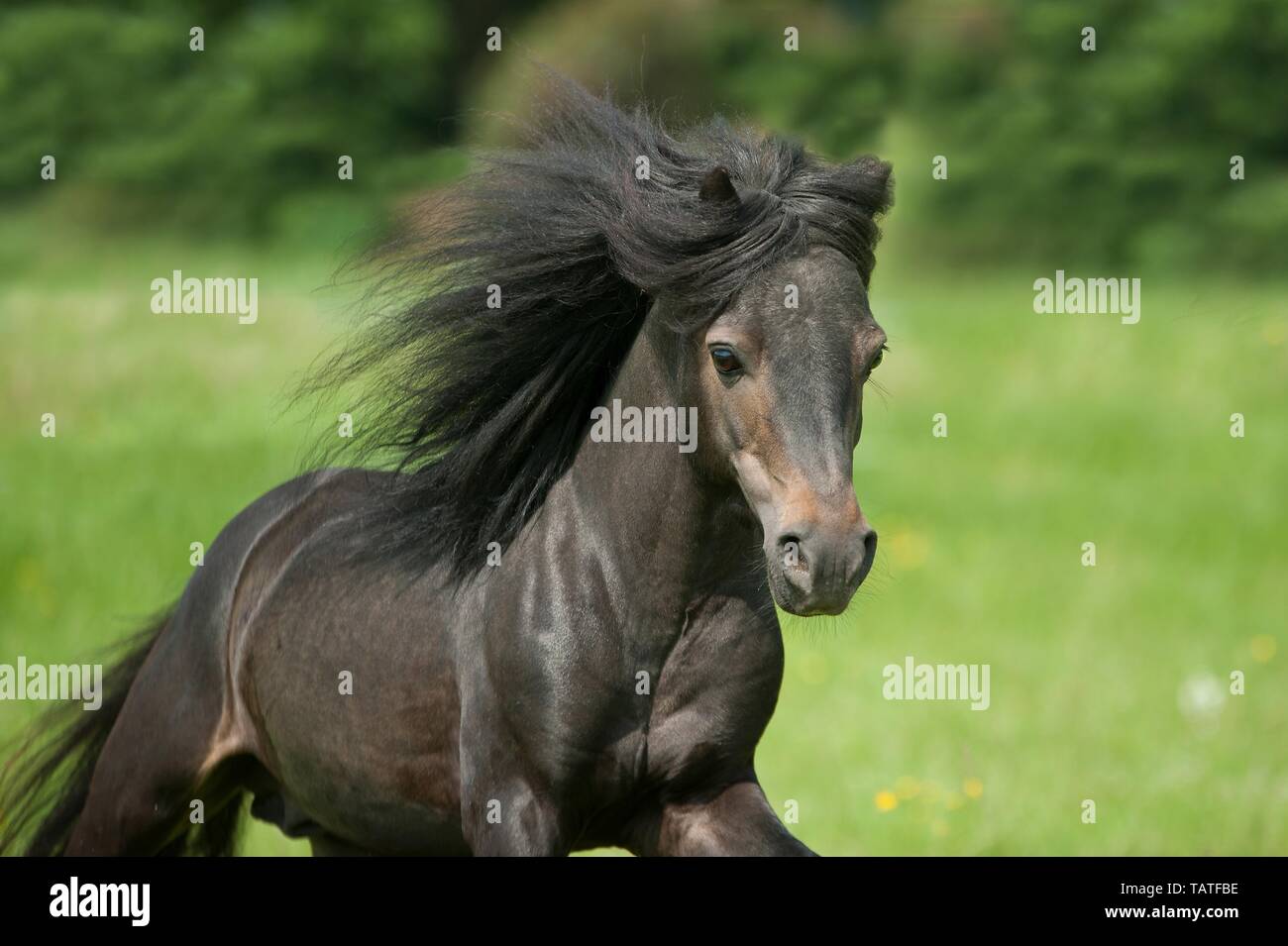 American Miniature Horse Portrait Stock Photo - Alamy