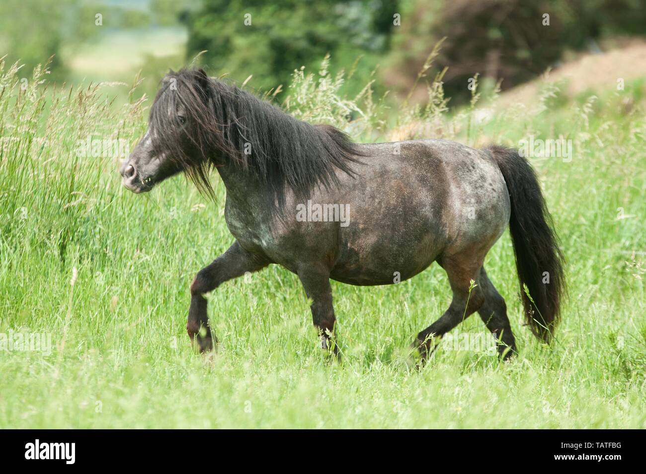 trotting American Miniature Horse Stock Photo - Alamy