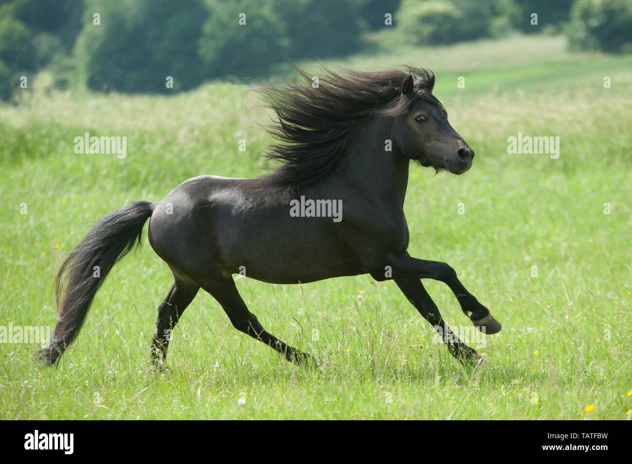 Miniature horses running hi-res stock photography and images - Alamy