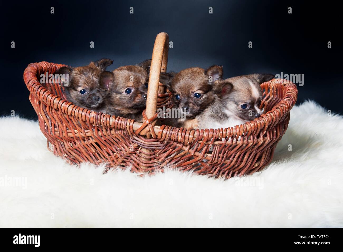 4 Chihuahua Puppies Stock Photo - Alamy