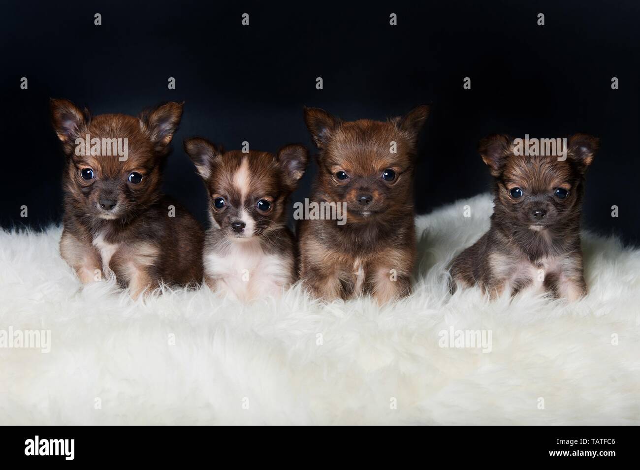 4 Chihuahua Puppies Stock Photo - Alamy