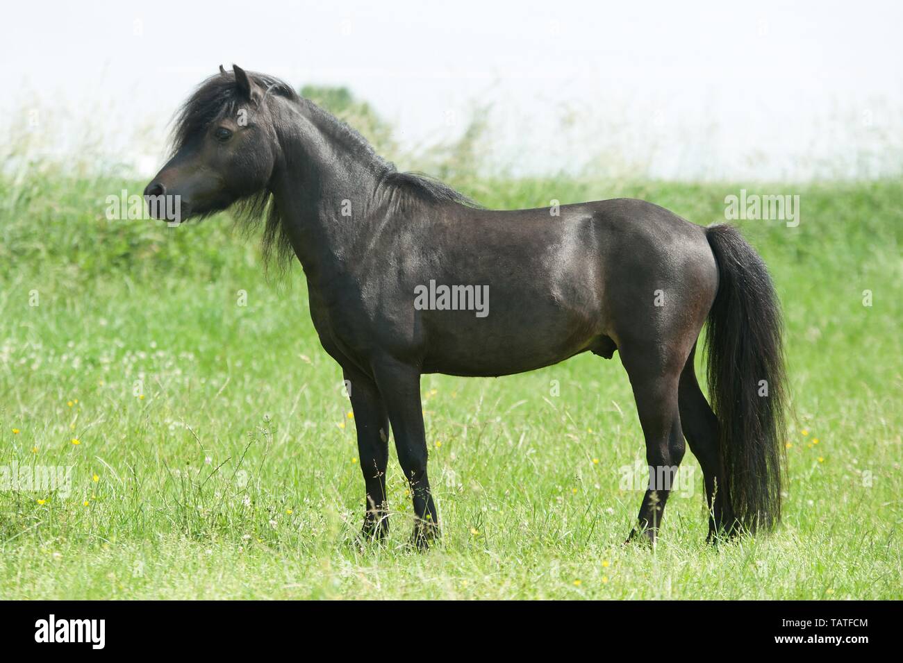 American Miniature Horse Stock Photo - Alamy