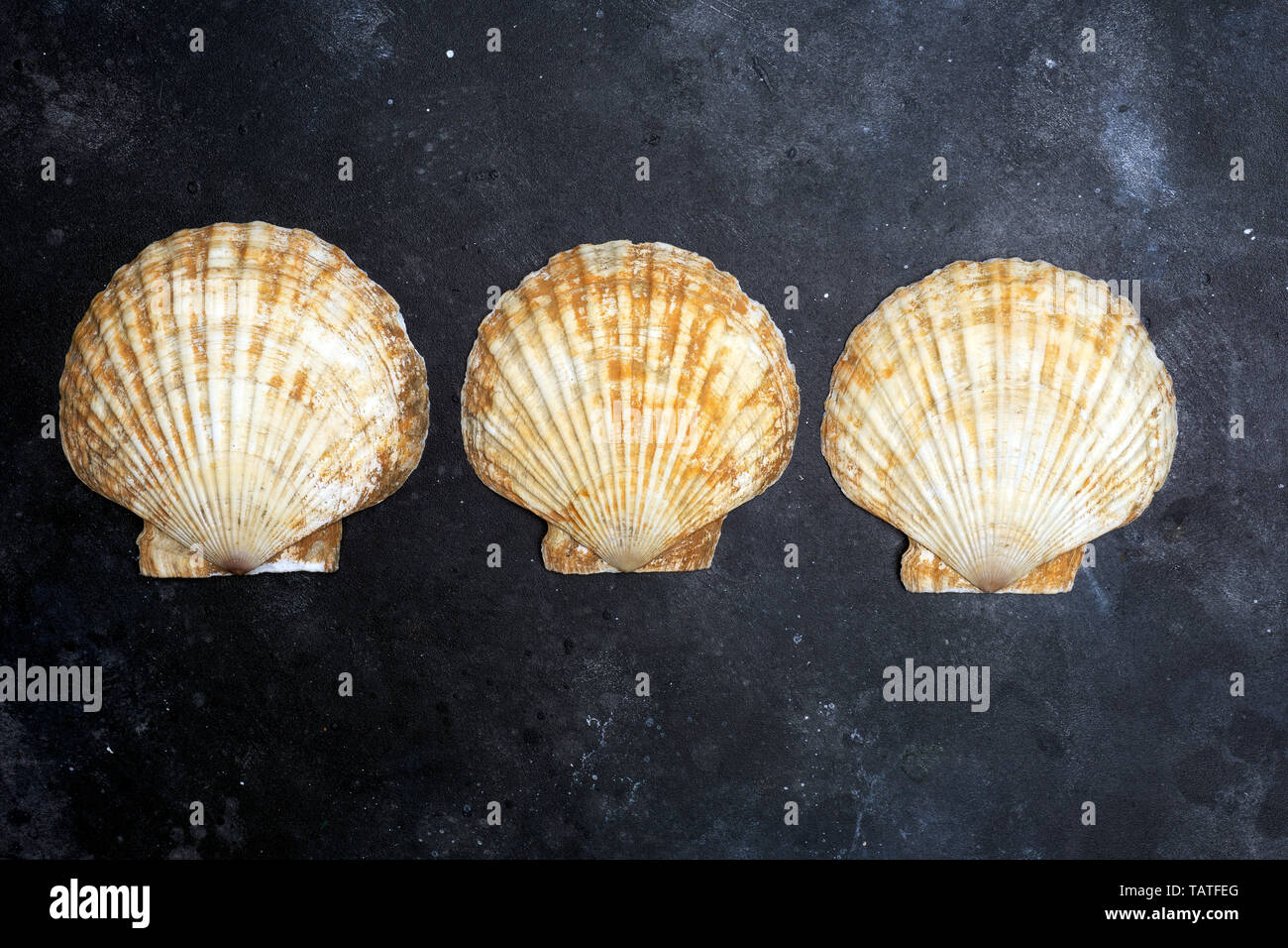 Seashells (ocean shell) on a dark background. The texture of seashells ...