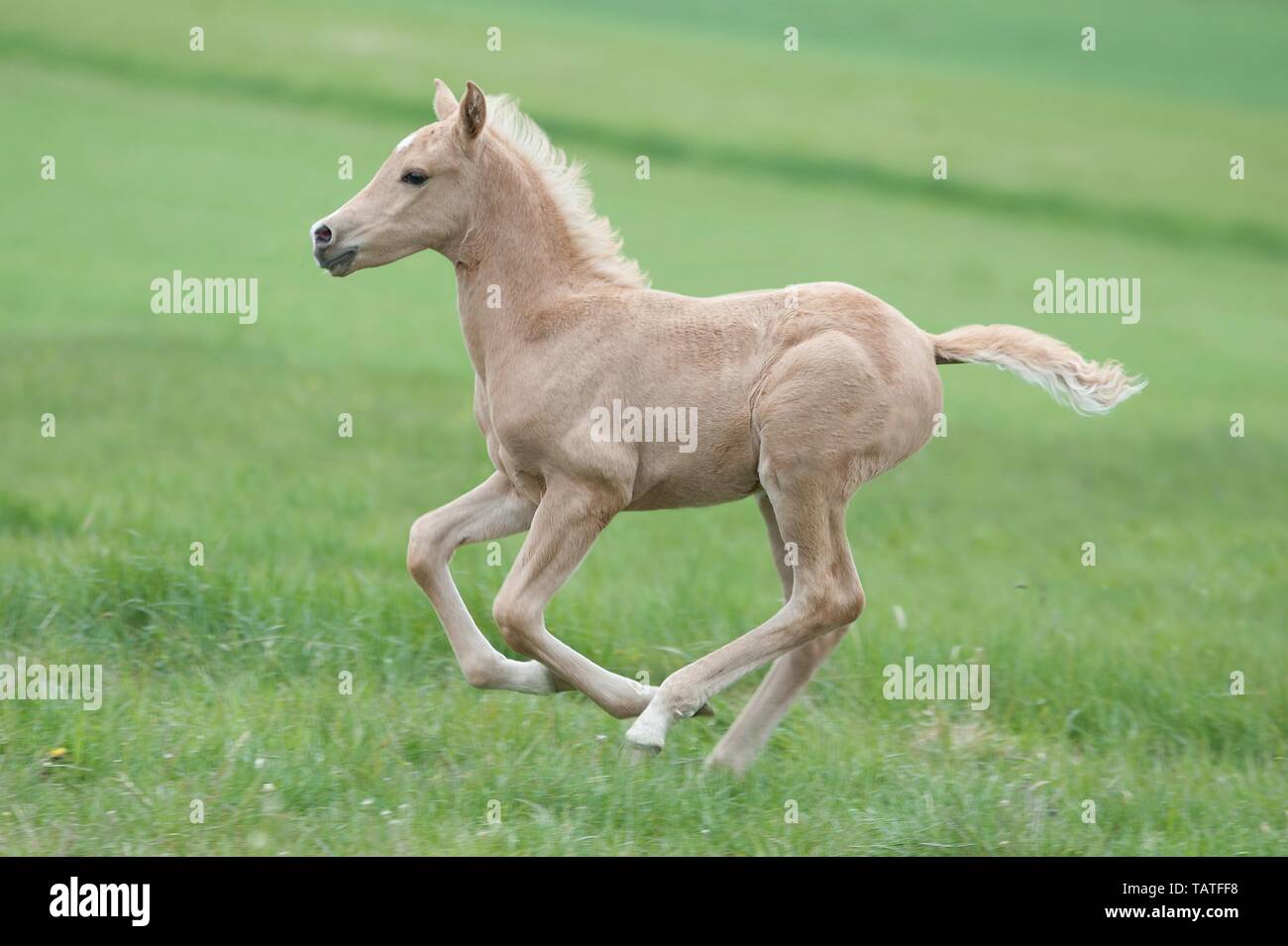 German Riding Pony Foal Stock Photo - Alamy