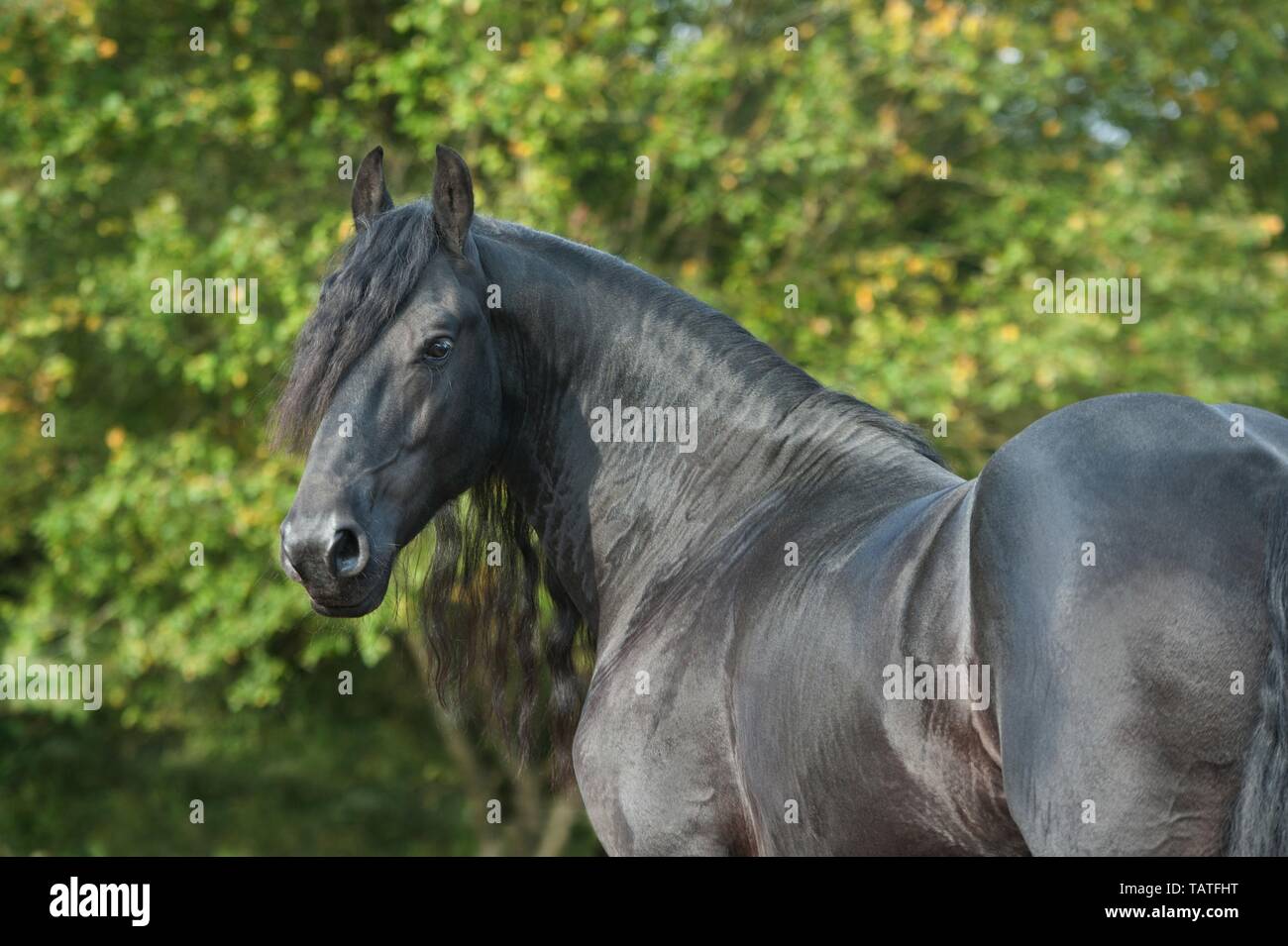 Friesian Horse Portrait Stock Photo - Alamy