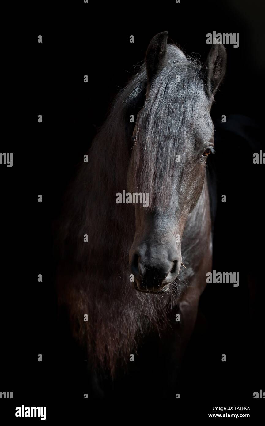 Friesian Horse Portrait Stock Photo - Alamy